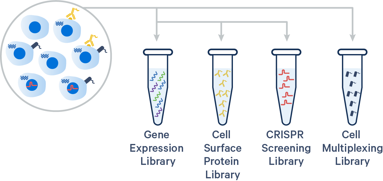 What is Sample Multiplexing? | 10x Genomics